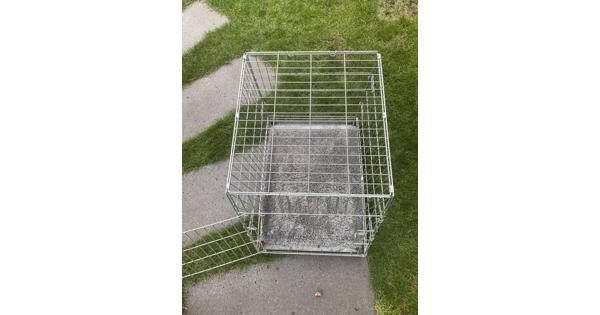 Honden of katten bench in Oosterbeek - Dieren en Toebehoren, Honden ...