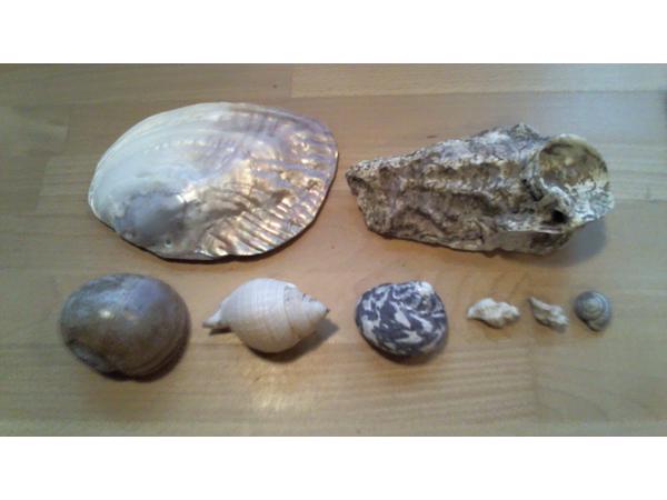Schelpen diverse soorten in Nagele - Verzamelingen, Stenen en Fossielen ...